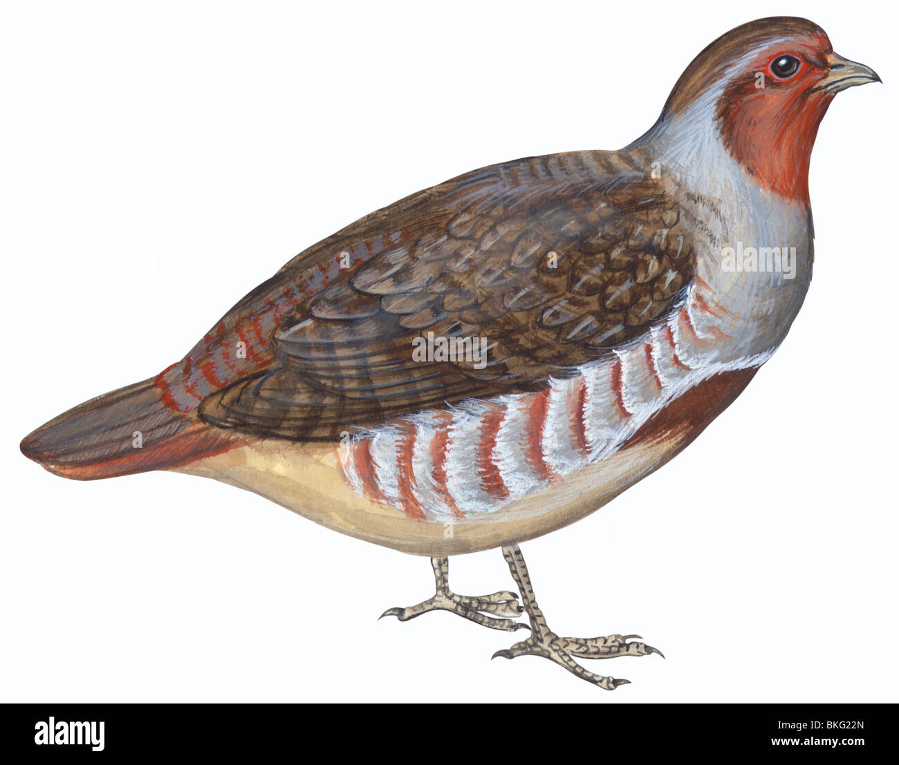 Hungarian america hi-res stock photography and images - Alamy