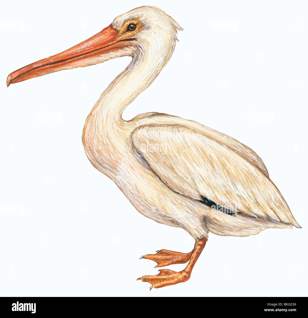 American mammals art hi-res stock photography and images - Alamy