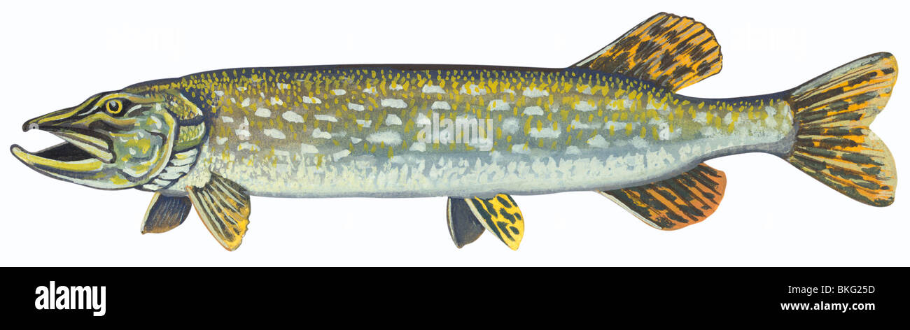 White pike hi-res stock photography and images - Alamy