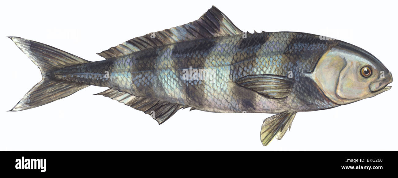 Penaeus duorarum hi-res stock photography and images - Alamy
