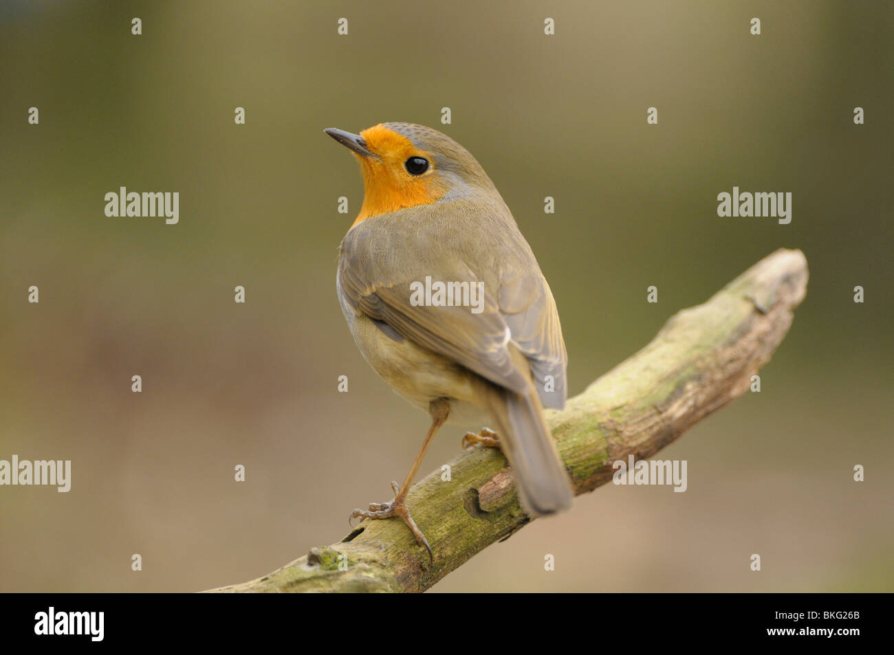 European Robin looking back on dead branch Stock Photo - Alamy