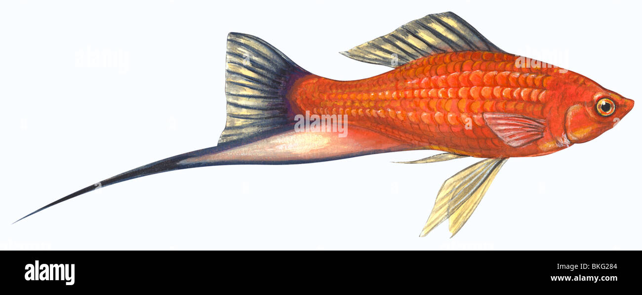 Swordtail wild hi-res stock photography and images - Alamy