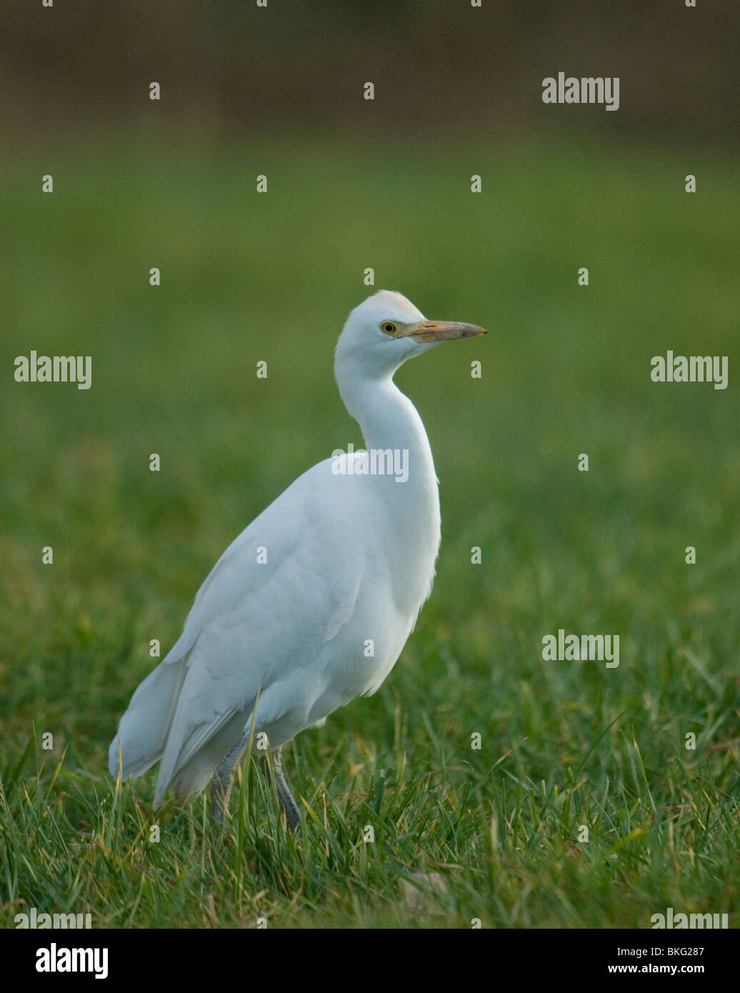 Koereiger; Cattle Egret Stock Photo - Alamy