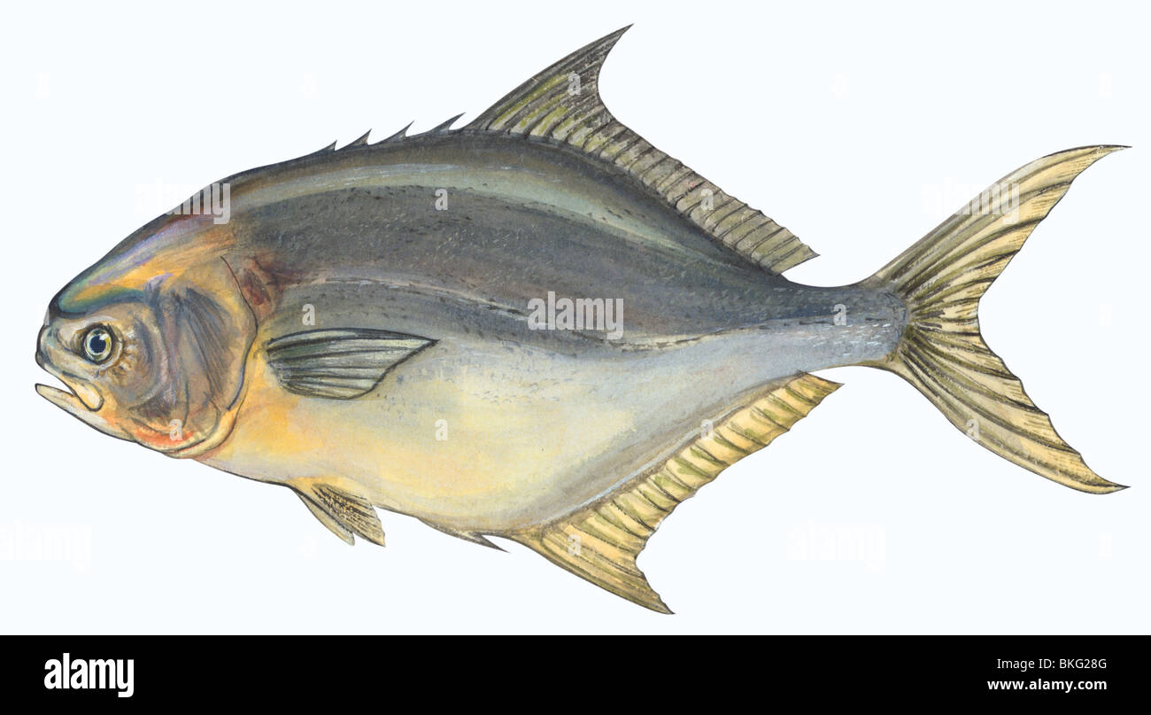 Pompano Cut Out Stock Images & Pictures - Alamy