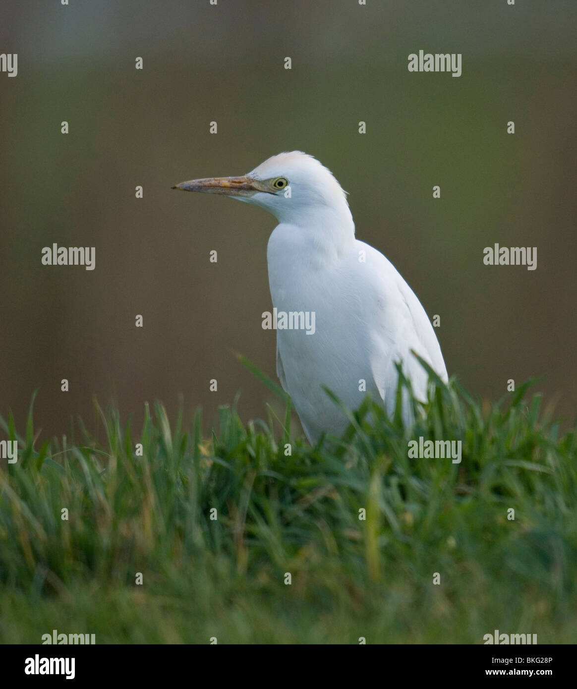 Koereiger; Cattle Egret Stock Photo - Alamy