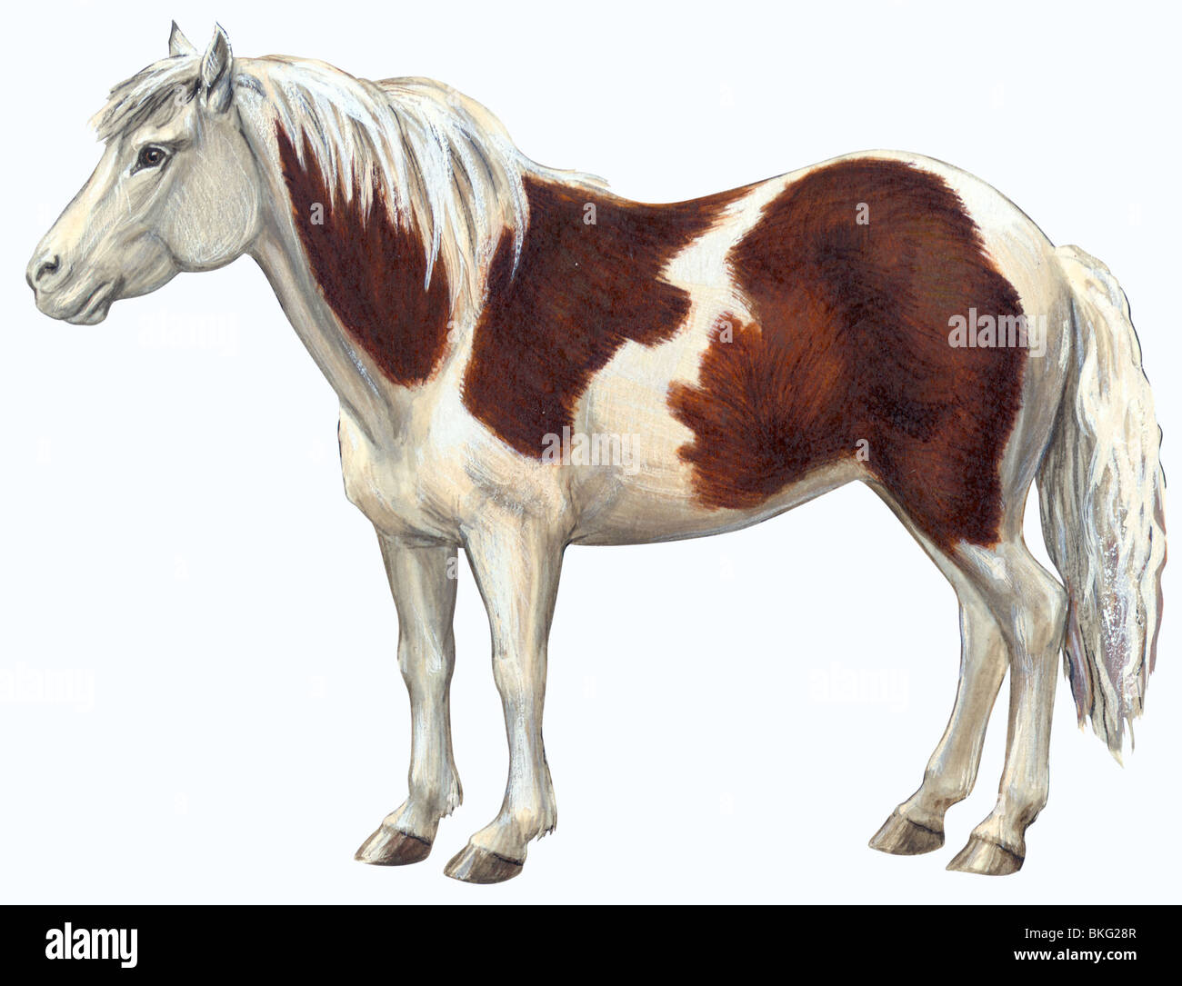 Pony illustration hi-res stock photography and images - Alamy
