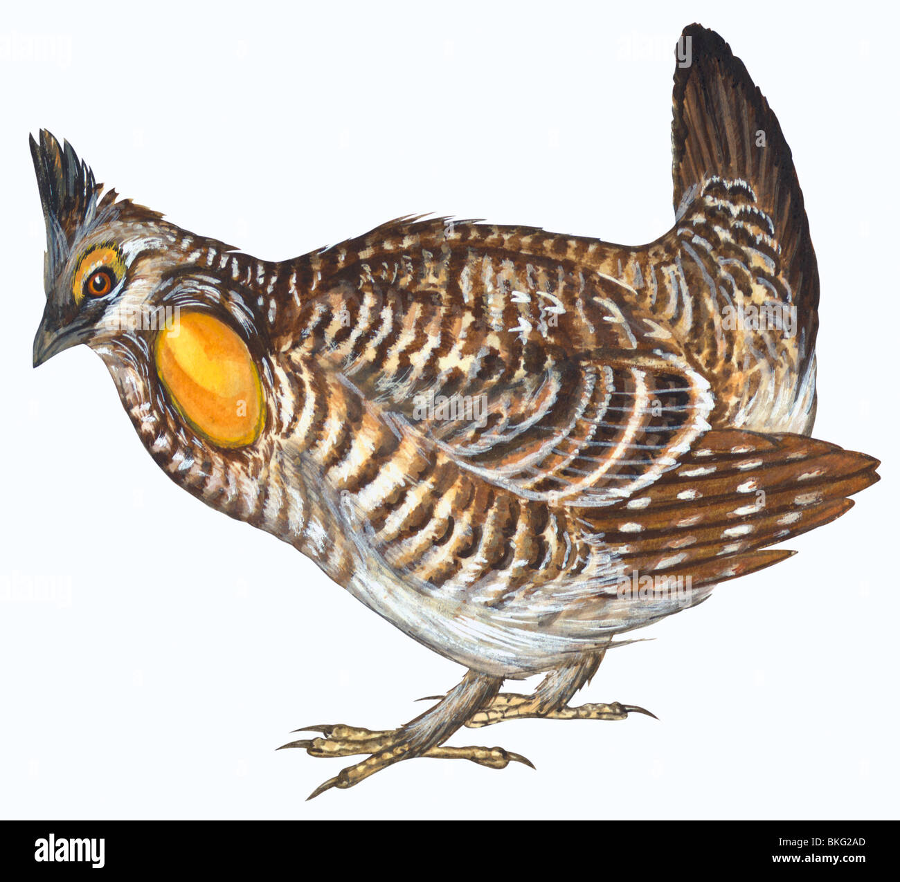 Greater Prairie chicken Stock Photo - Alamy