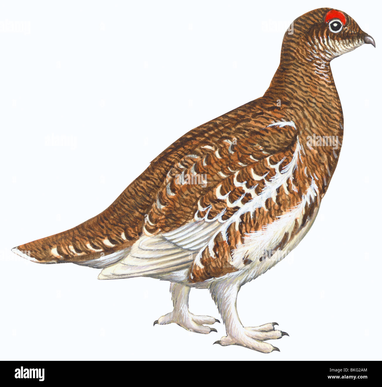 Indian partridge Cut Out Stock Images & Pictures - Alamy