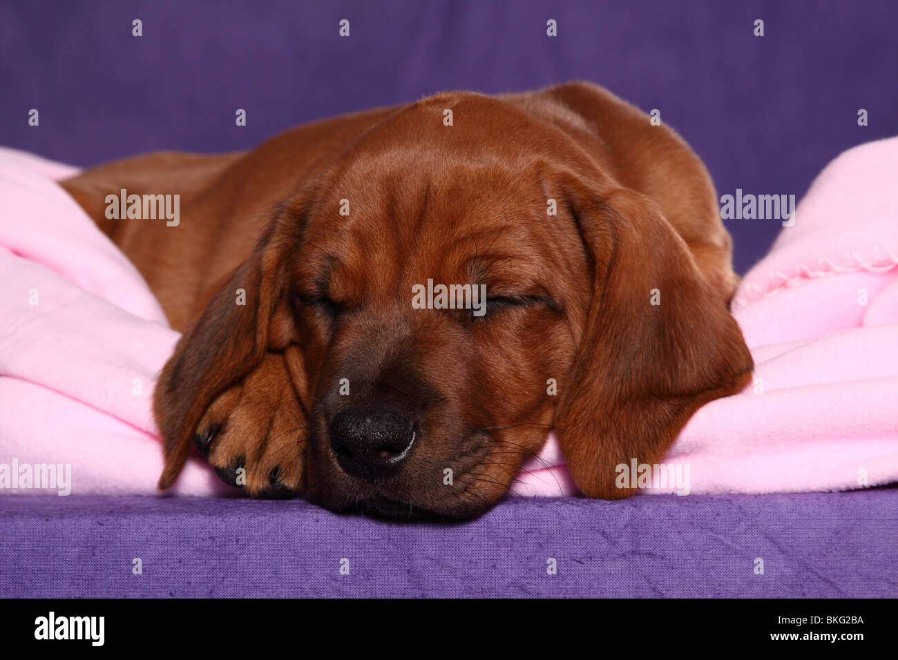 Rhodesian Ridgeback Welpe / Rhodesian Ridgeback Puppy Stock Photo - Alamy
