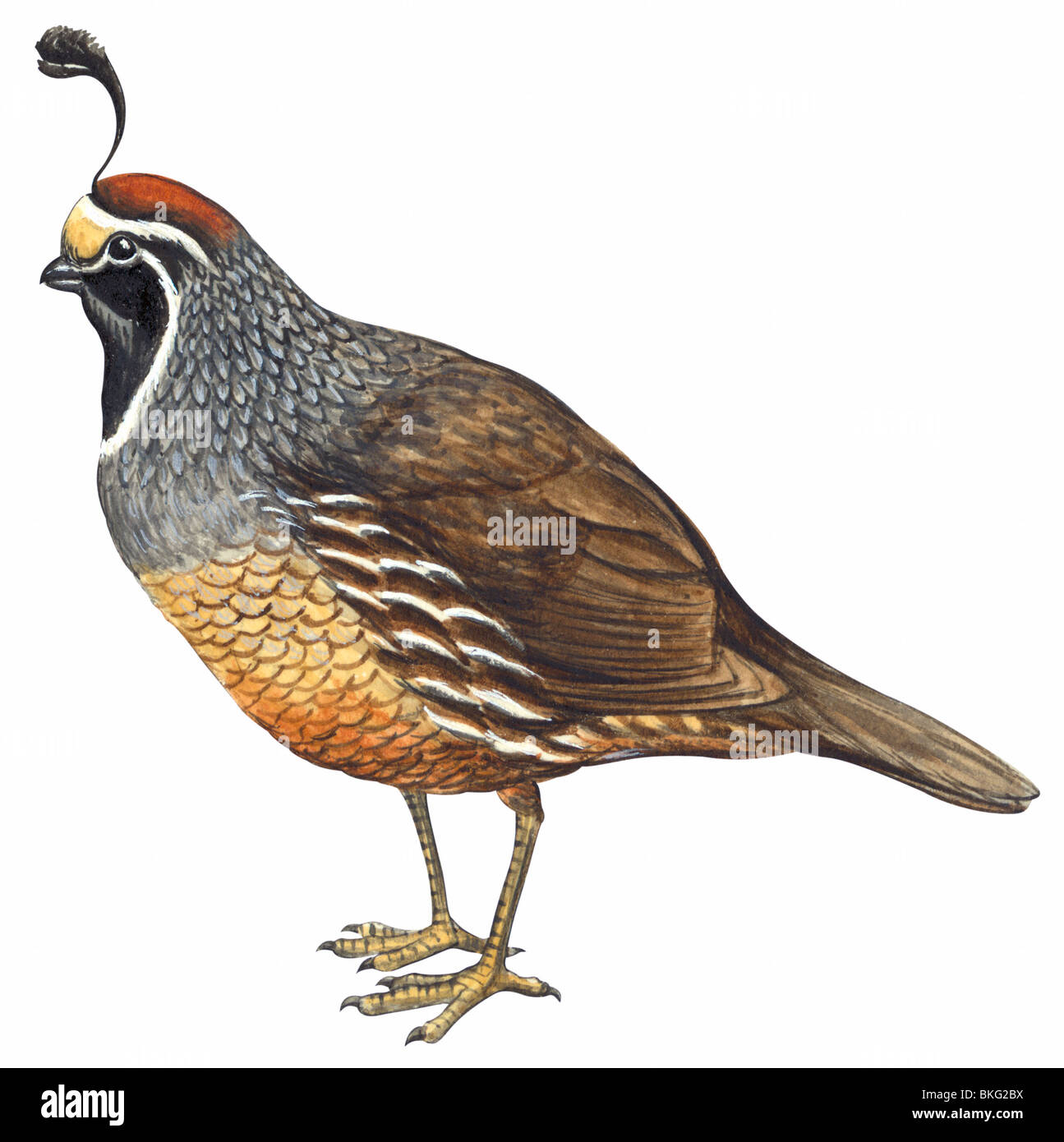Quail Illustration