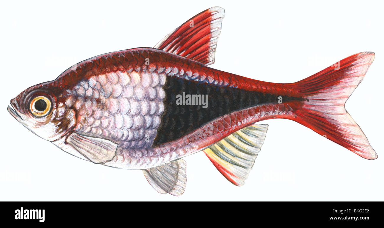 Red drawings hi-res stock photography and images - Alamy