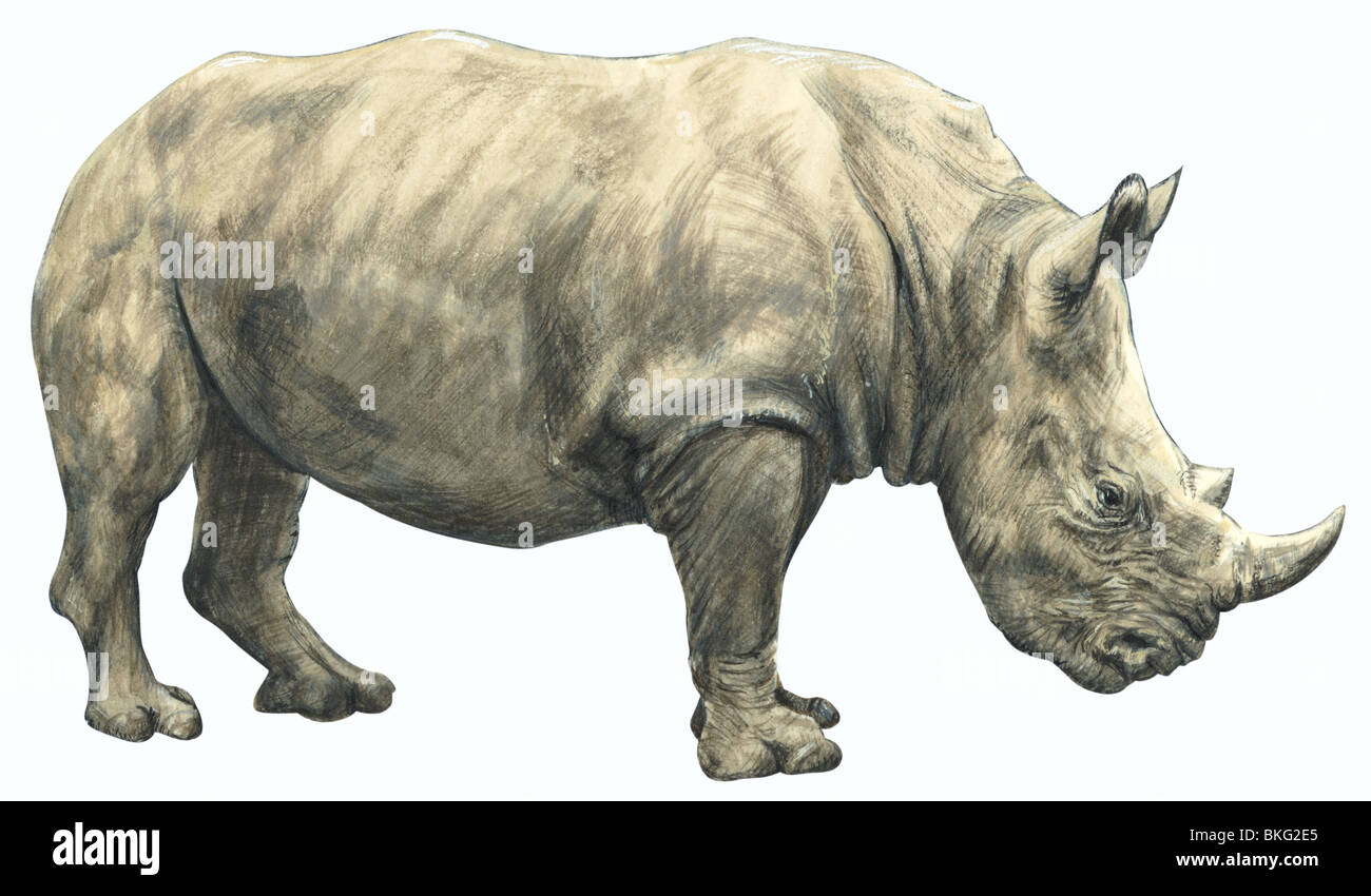 Rhinoceros art hi-res stock photography and images - Alamy