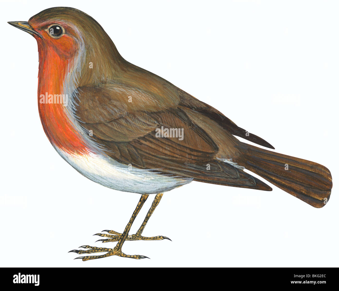 Mammals of north africa Cut Out Stock Images & Pictures - Alamy