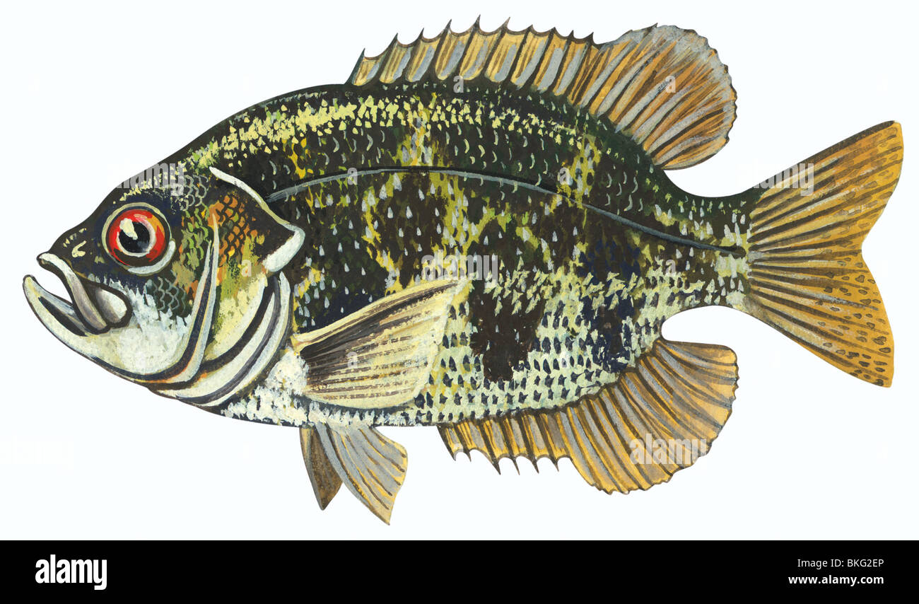 Bass rock wildlife Cut Out Stock Images & Pictures - Alamy