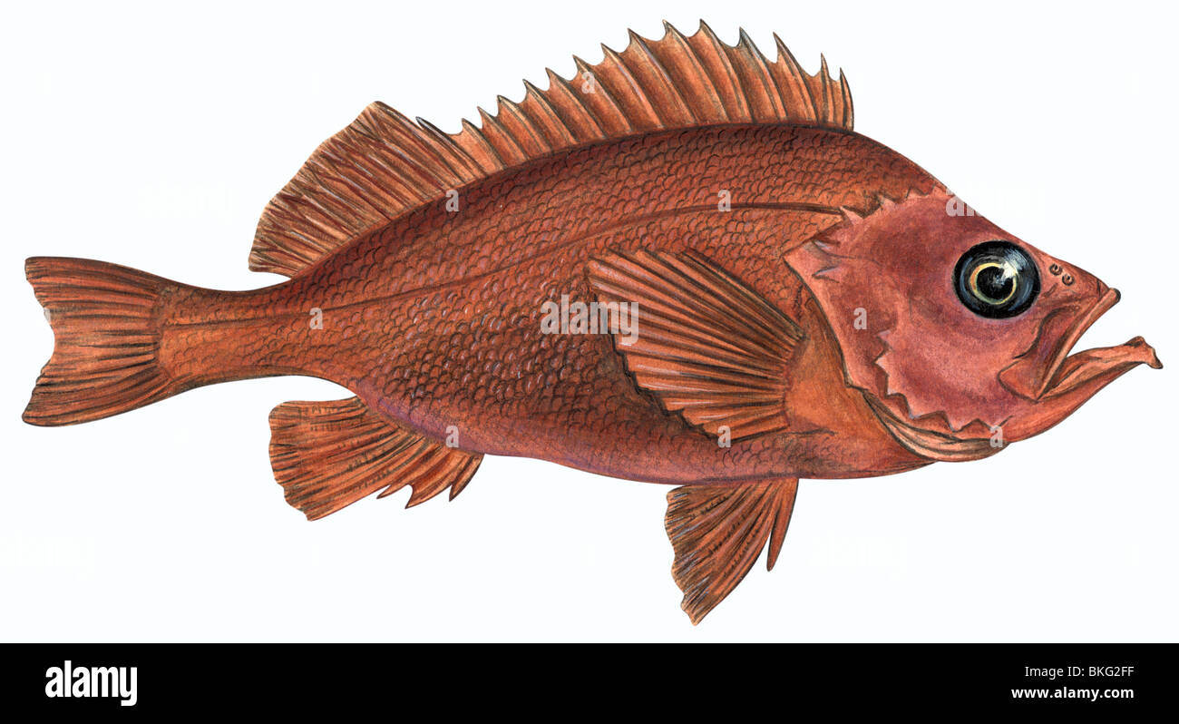 Sebastes marinus hi-res stock photography and images - Alamy