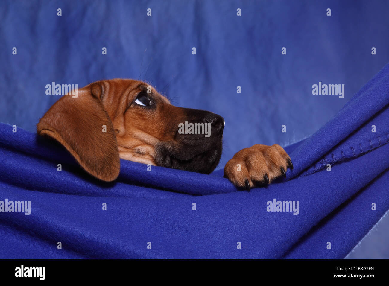 Rhodesian Ridgeback Welpe / Rhodesian Ridgeback Puppy Stock Photo - Alamy