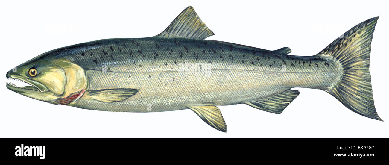 Salmon art hi-res stock photography and images - Alamy