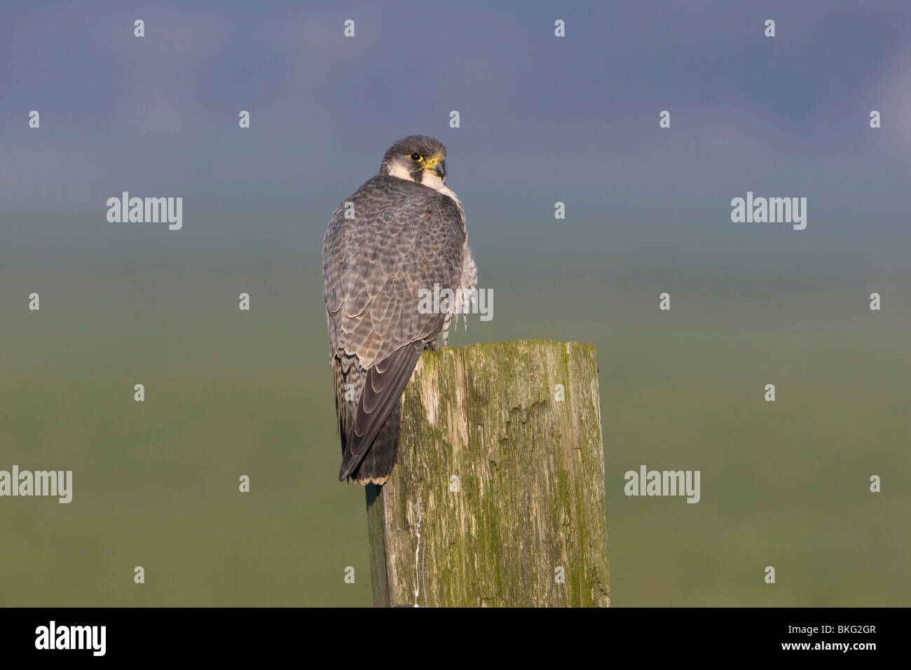 Stake out hi-res stock photography and images - Alamy