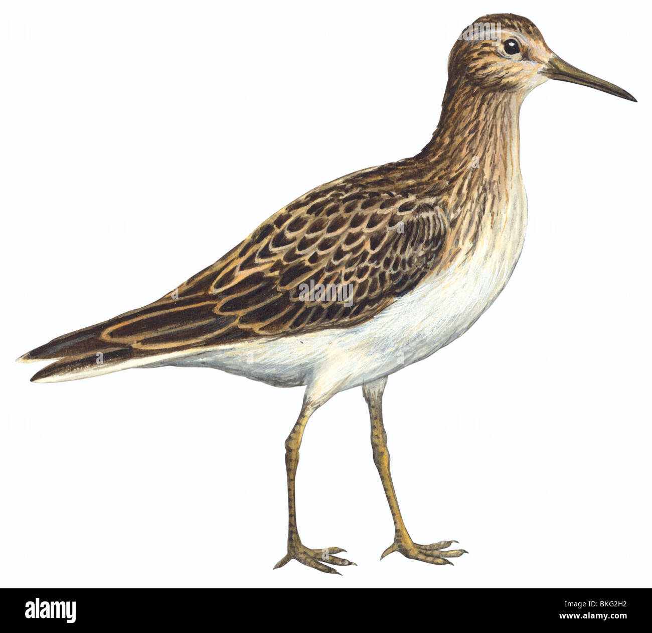 The pectoral sandpiper Cut Out Stock Images & Pictures - Alamy
