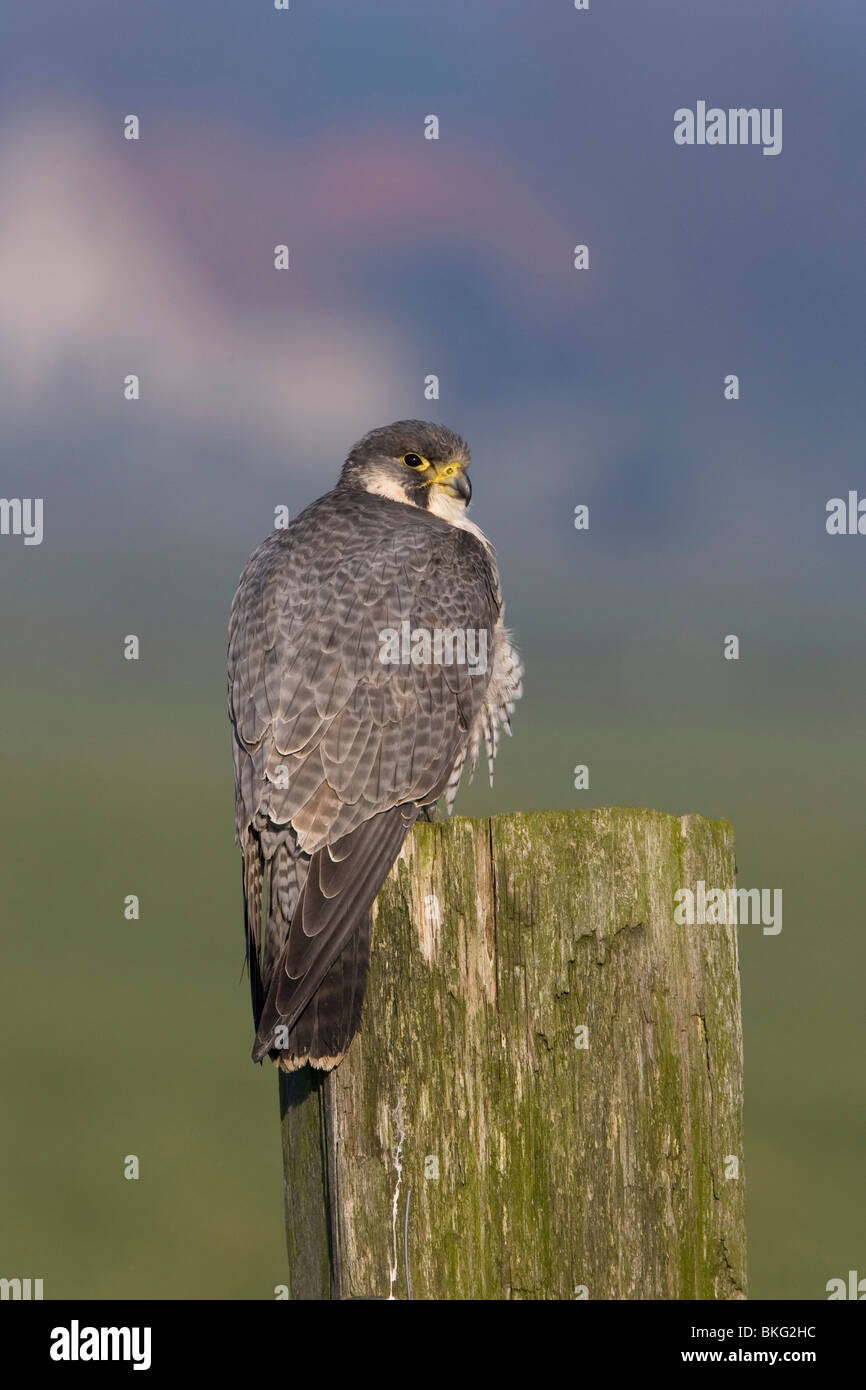 Stake out hi-res stock photography and images - Alamy