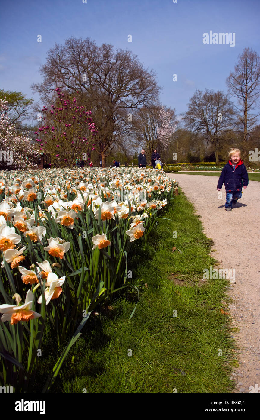 Child Running On A Path Beside A Bed Of Daffodils RHS Wisley Gardens ...