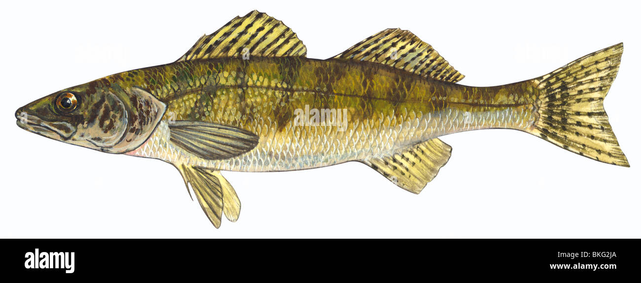 Poitrine hi-res stock photography and images - Alamy