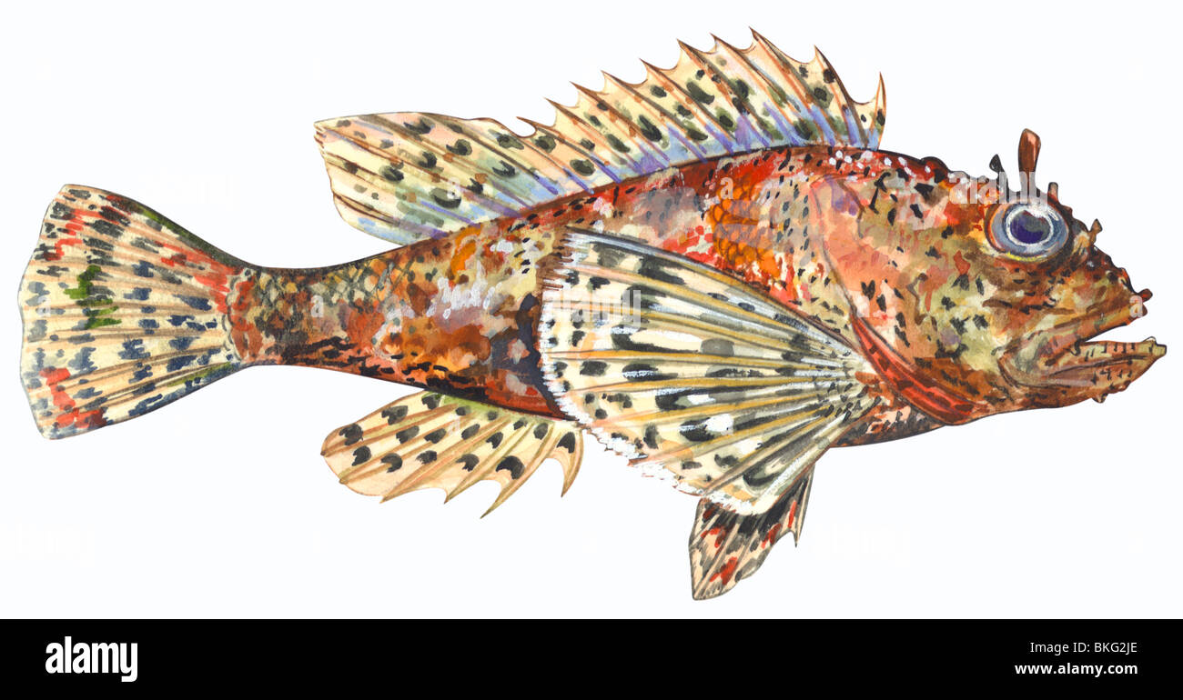 Scorpionfish illustration hi-res stock photography and images - Alamy