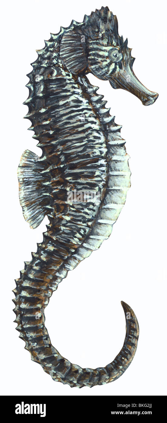 Hippomorpha High Resolution Stock Photography and Images - Alamy