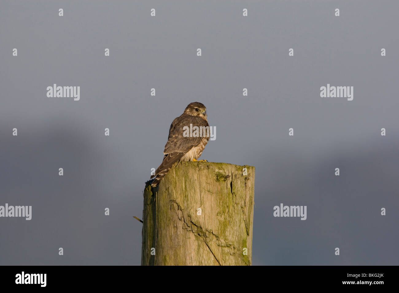 Female merlin hi-res stock photography and images - Alamy