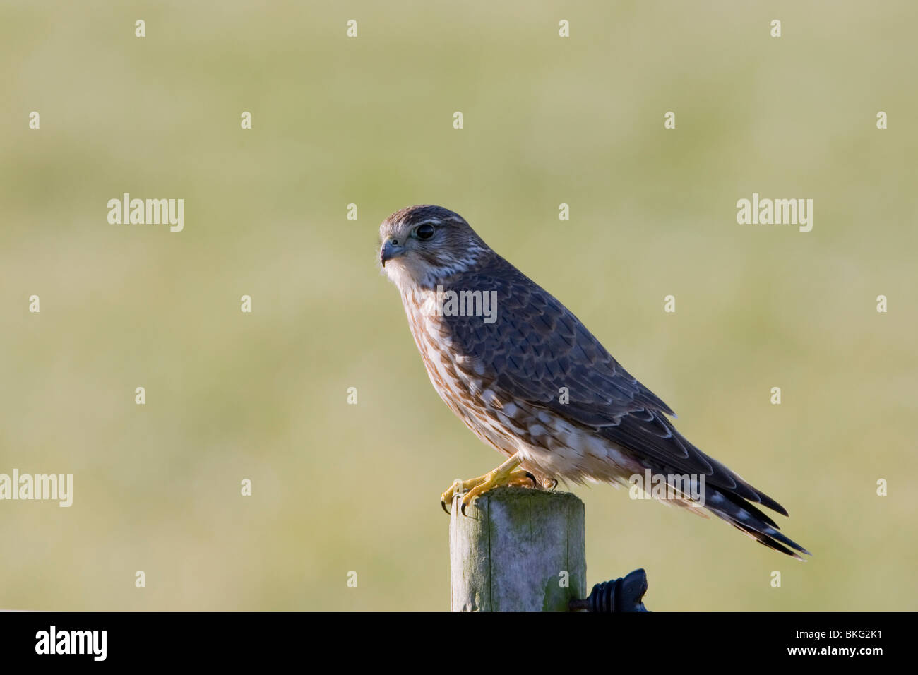 Female Merlin on a pole Stock Photo - Alamy