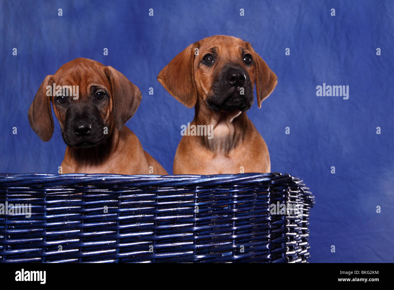 Rhodesian Ridgeback Welpen / Rhodesian Ridgeback Puppies Stock Photo ...