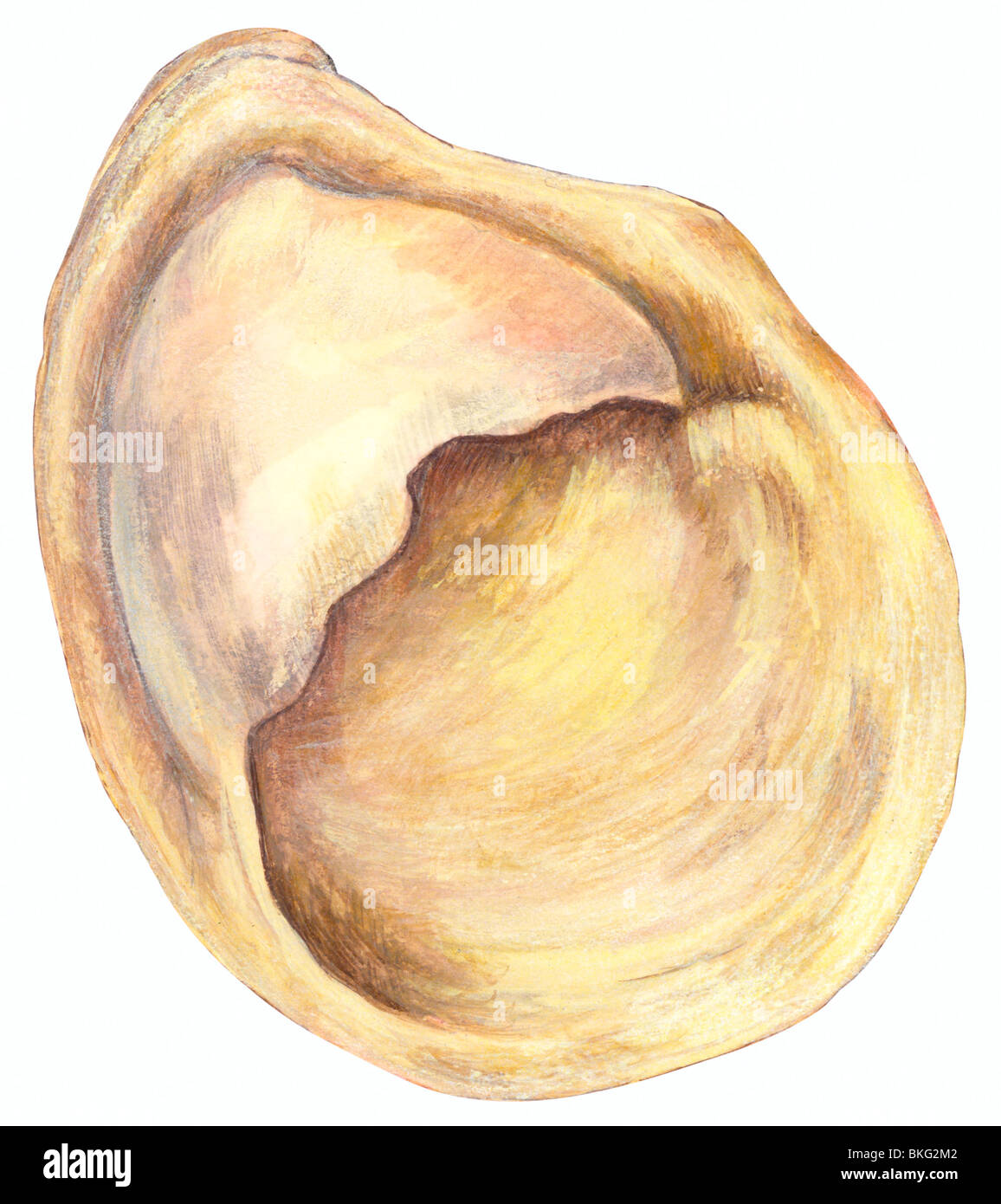 Middle shell hi-res stock photography and images - Alamy