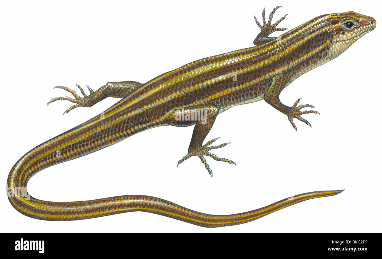Skink art hi-res stock photography and images - Alamy