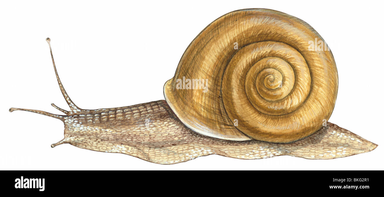 Snail Scientific Illustration