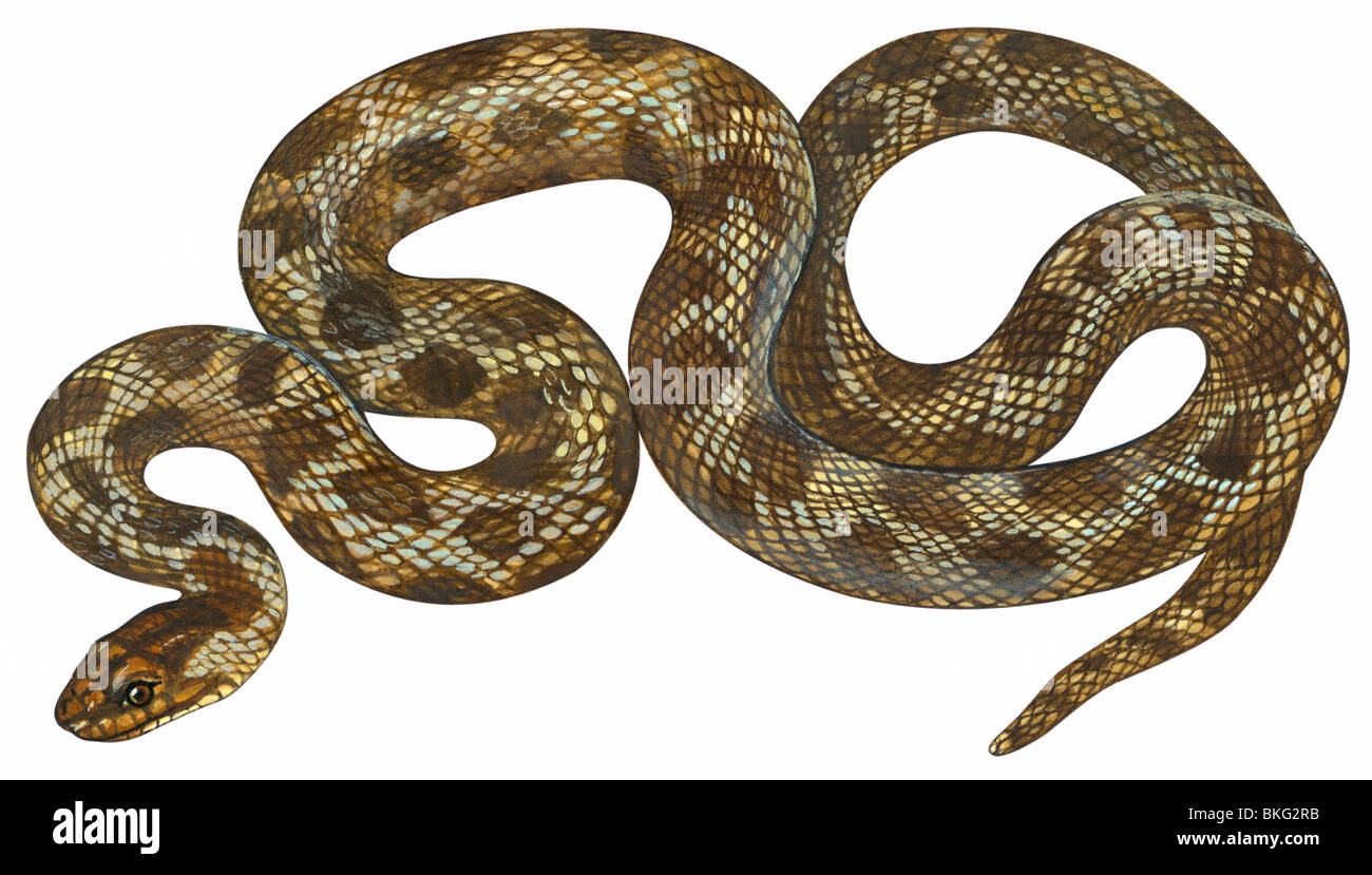 Illustrations fox hi-res stock photography and images - Alamy