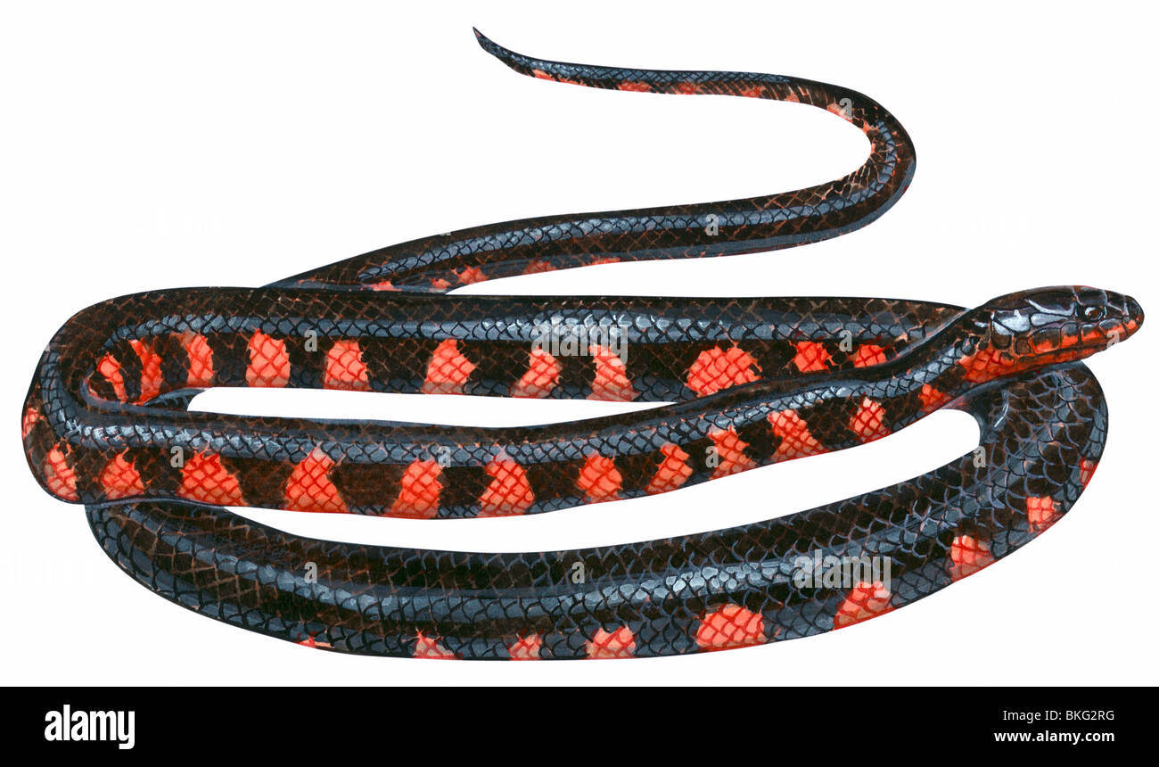 Hemitriptere atlantique hi-res stock photography and images - Alamy