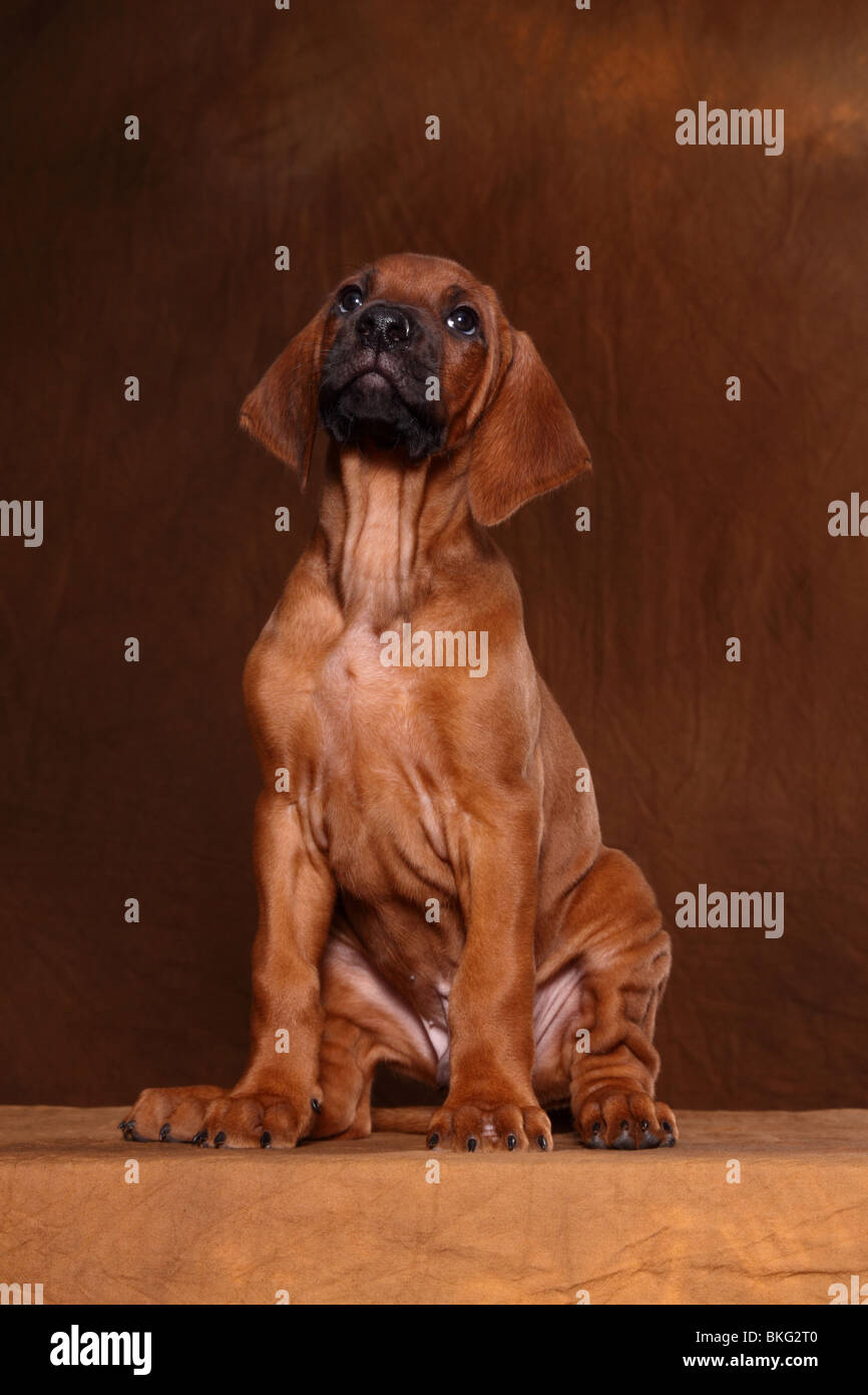 Rhodesian Ridgeback Welpe / Rhodesian Ridgeback Puppy Stock Photo - Alamy