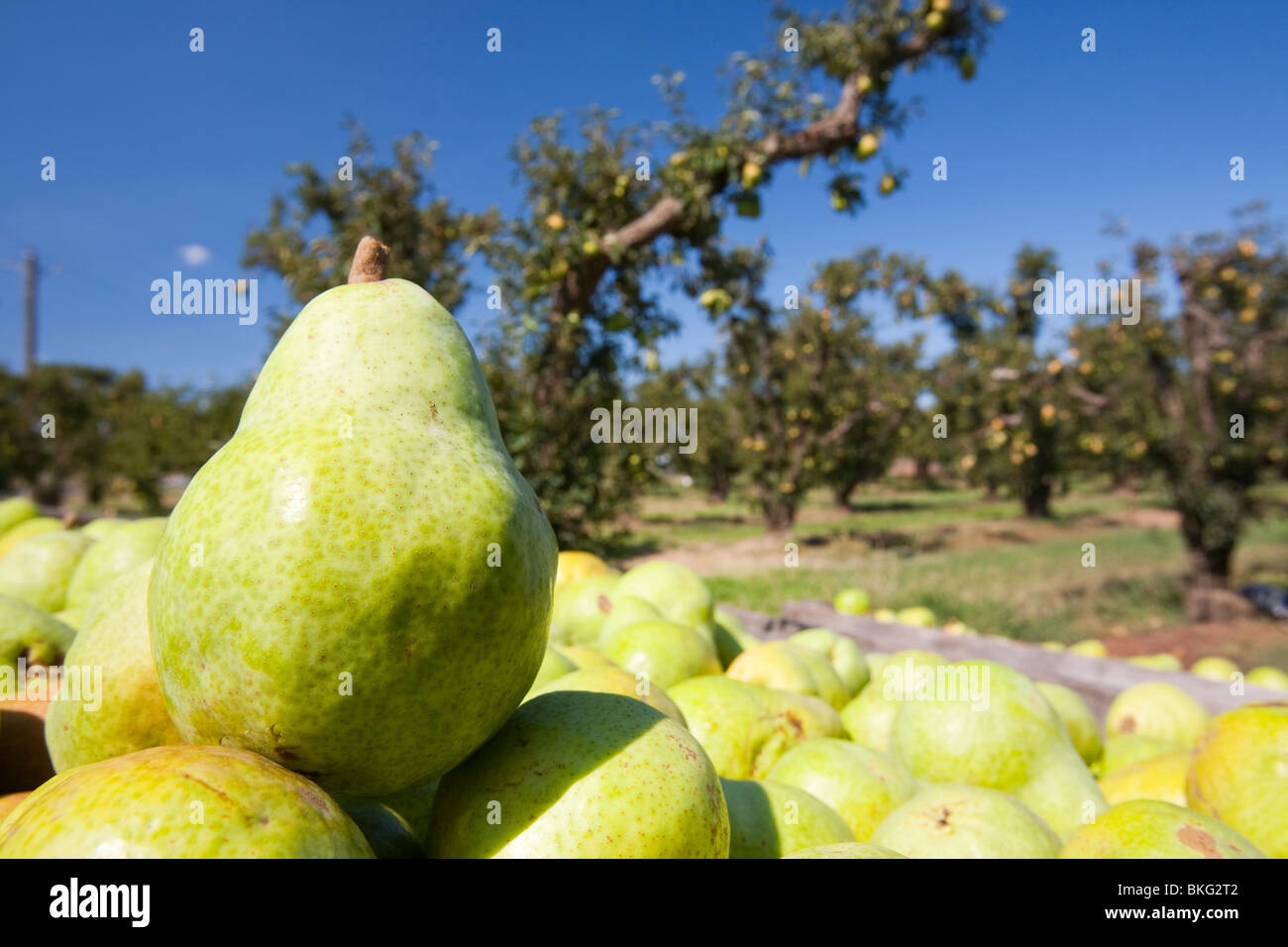 Australia irrigation field hi-res stock photography and images - Alamy