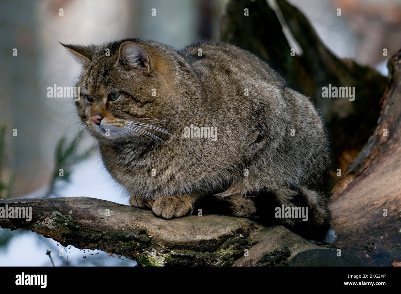 European Wild Cat Stock Photo - Alamy