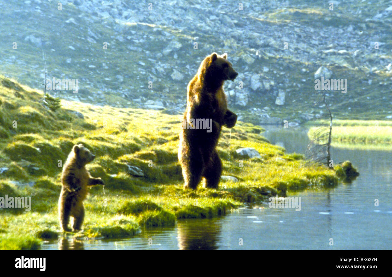The bear movie hi-res stock photography and images - Alamy