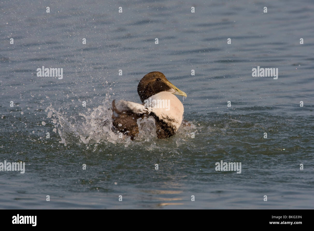 Young male Common Eider taking a bath Stock Photo - Alamy