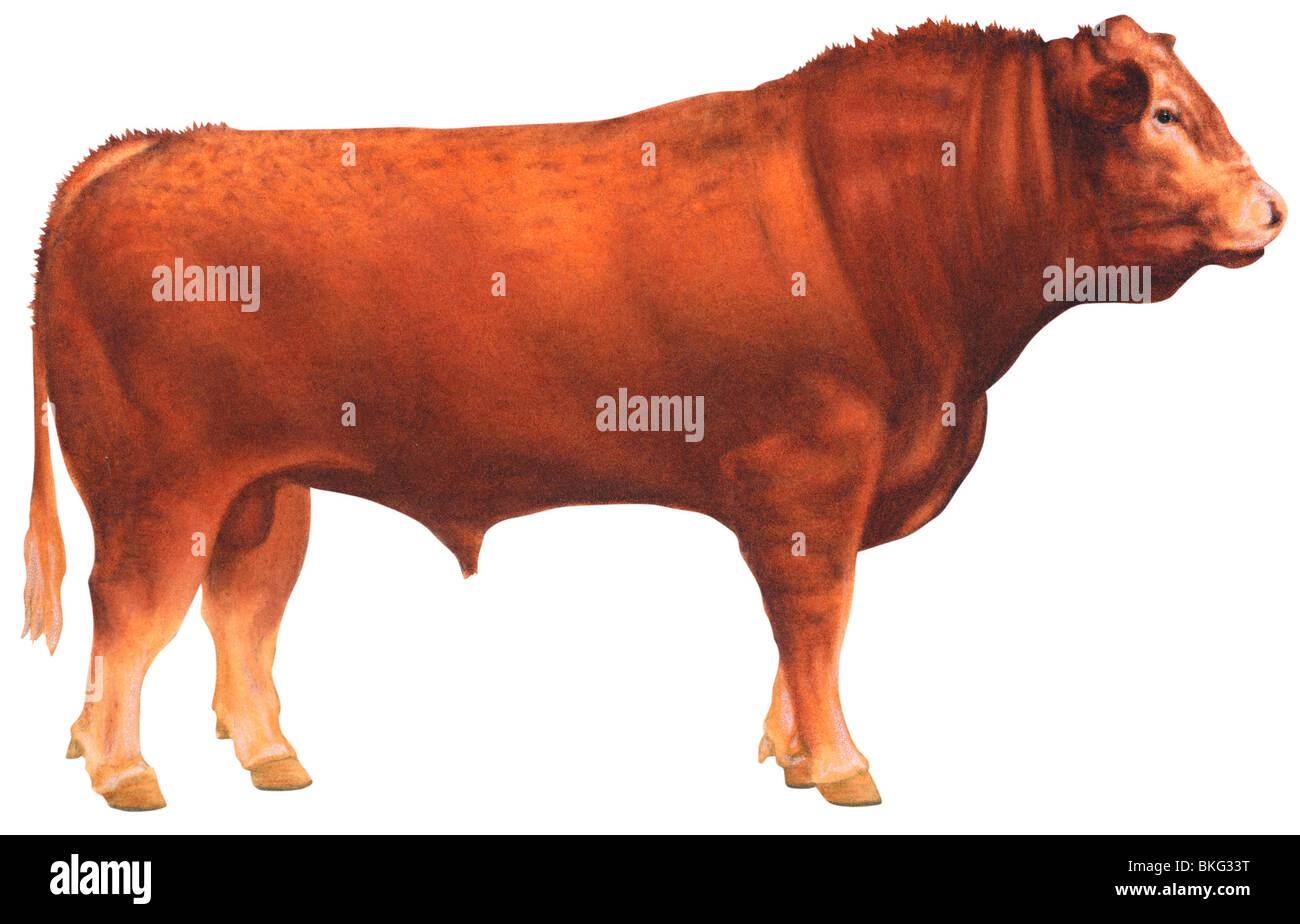 Bull bull Cut Out Stock Images & Pictures - Alamy