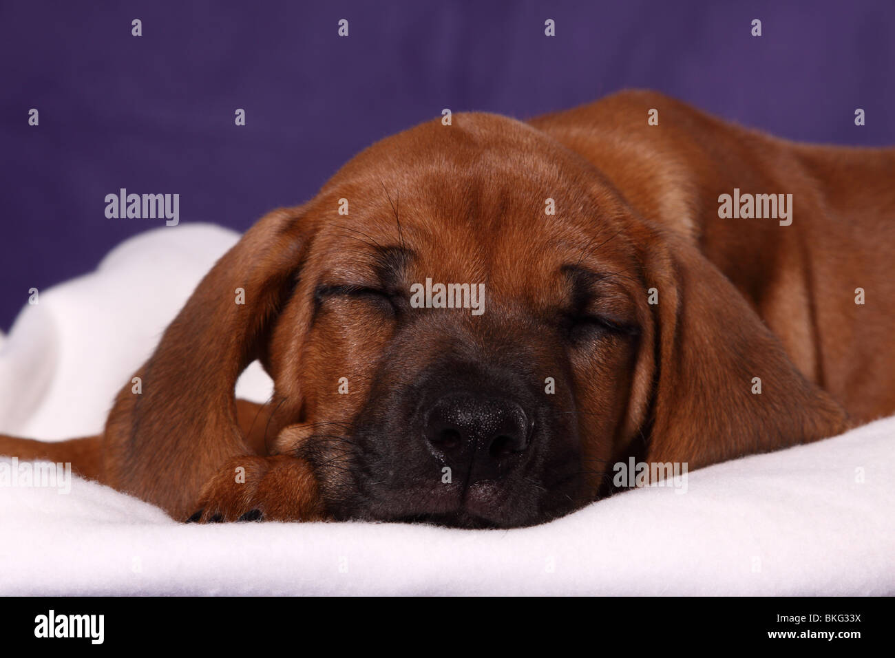 Rhodesian Ridgeback Welpe / Rhodesian Ridgeback Puppy Stock Photo - Alamy