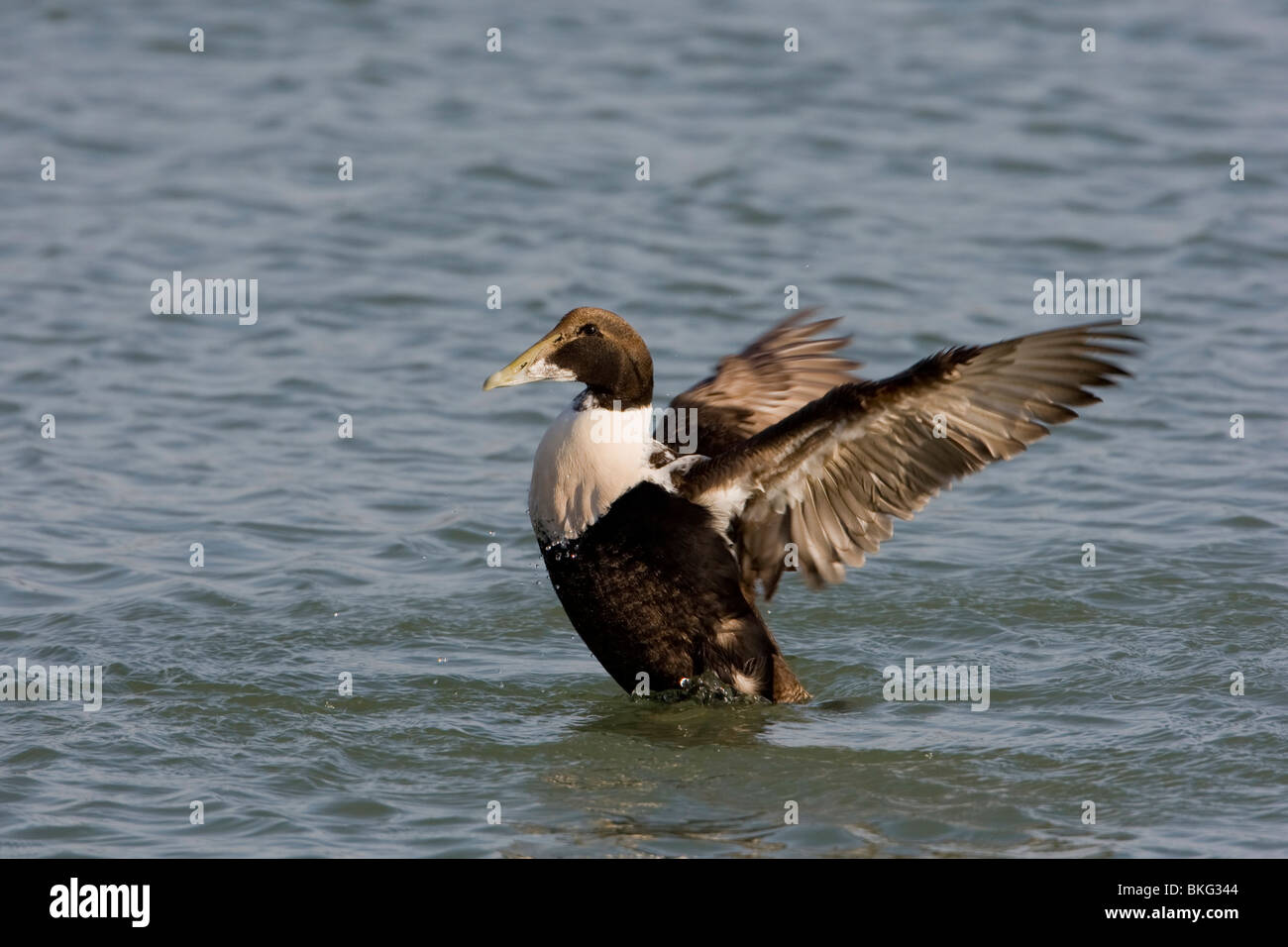 Young male Common Eider taking a bath Stock Photo - Alamy