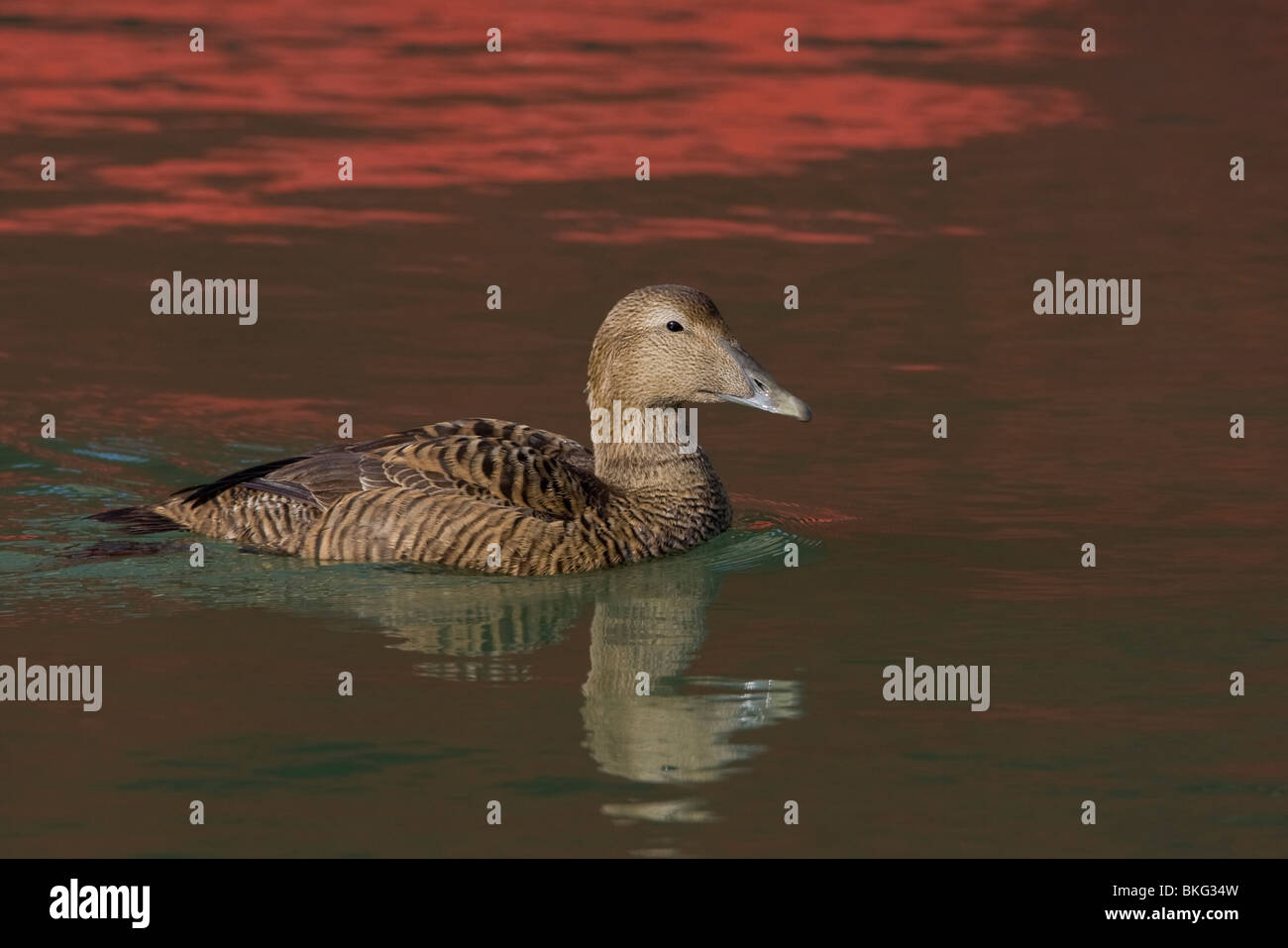 Female Common Eider with reflecting colors Stock Photo - Alamy