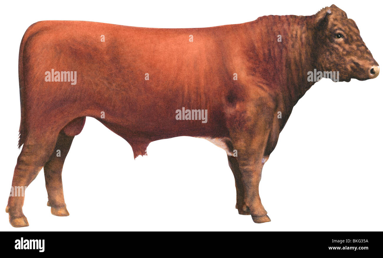 Shorthorn bull Cut Out Stock Images & Pictures - Alamy