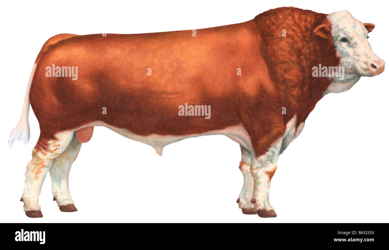 Simmental Cut Out Stock Images & Pictures - Alamy