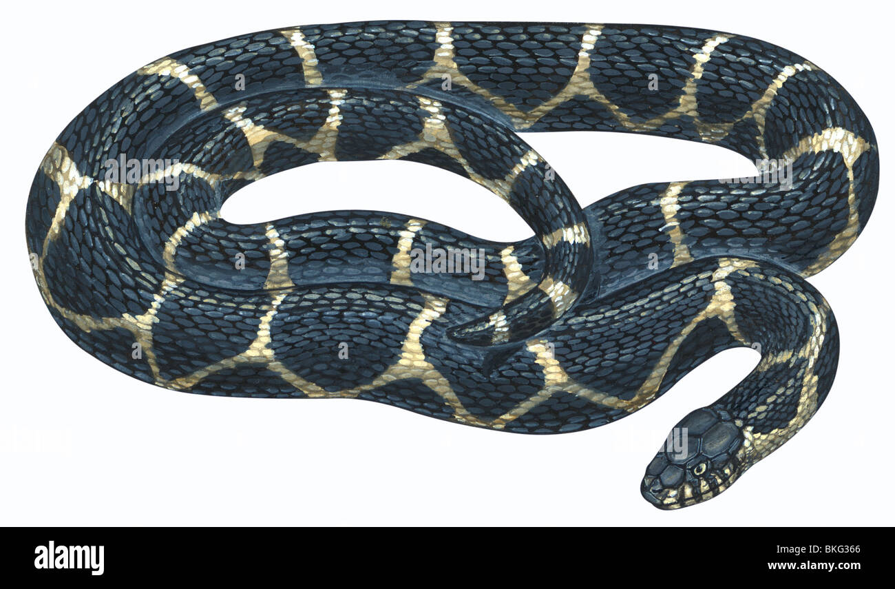 Lampropeltis getula common kingsnake hi-res stock photography and ...