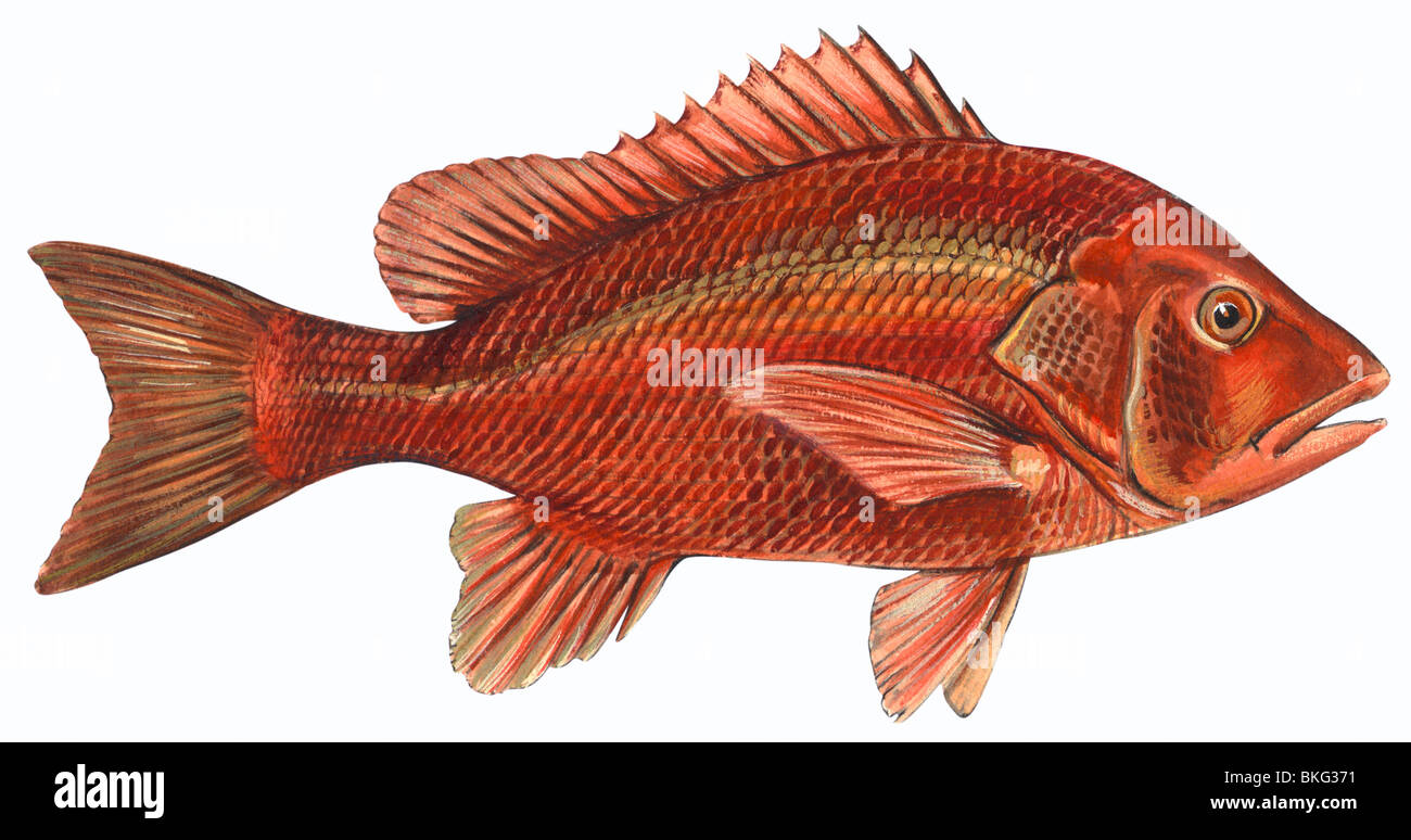 Pargo red snapper fish hi-res stock photography and images - Alamy