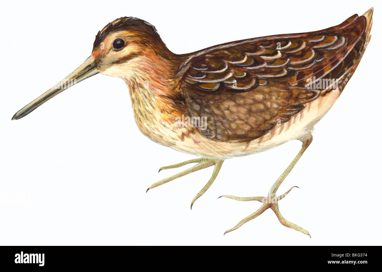 Snipe beak Cut Out Stock Images & Pictures - Alamy